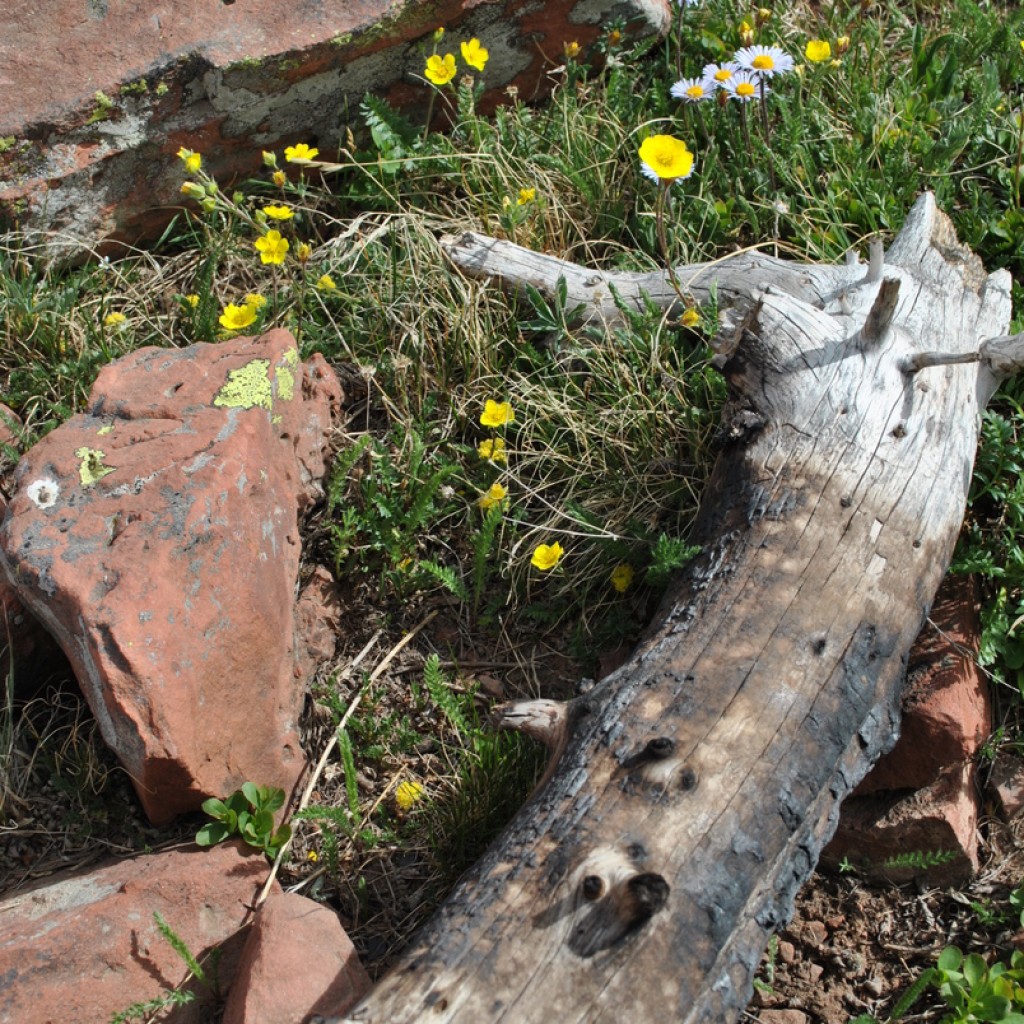 Red Table Mountain – Wild West River Rider