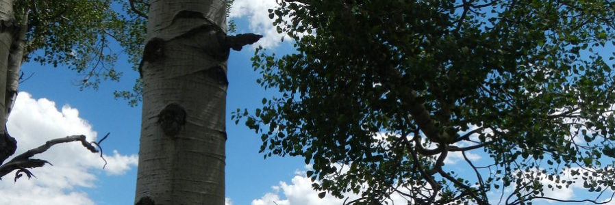 Middle Thompson Road – Wild West River Rider